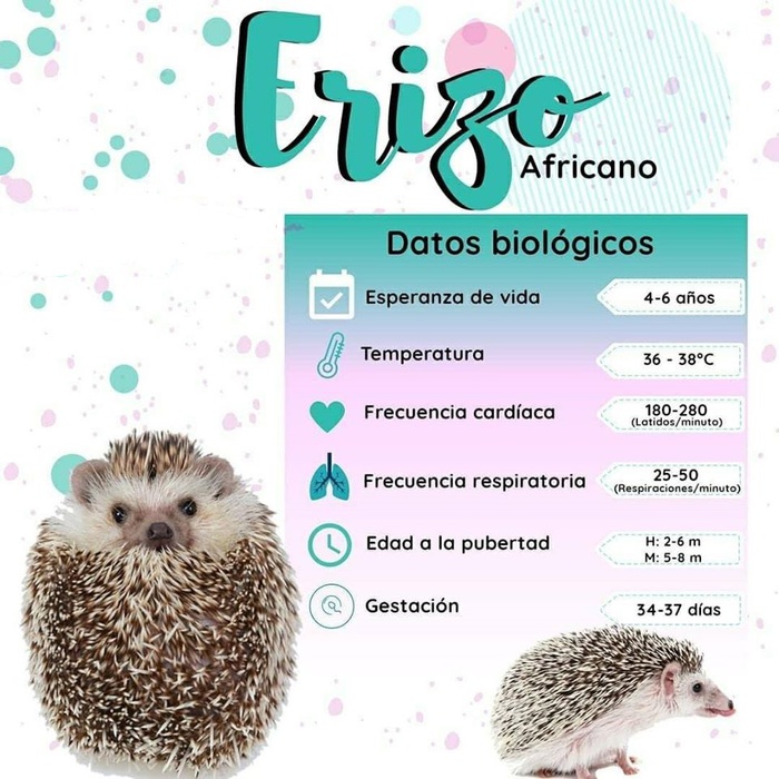 Erizos africanos